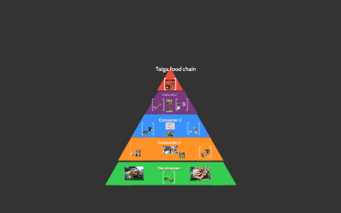 Taiga food chain by Erica Marquez on Prezi