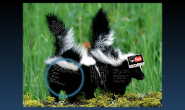 Why do Skunks Smell So Bad? by jillian anderson on Prezi
