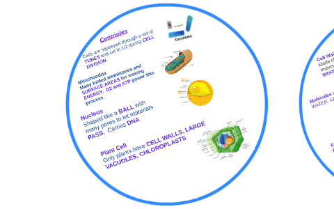 Cell Organelle Cut and Paste by Kim Somer on Prezi