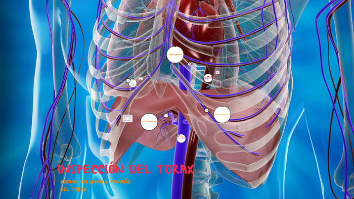 INSPECCION DEL TORAX by marjorie nogales on Prezi
