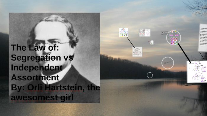 The Law of: Segregation vs Independent Assortment by Cora Hart on Prezi