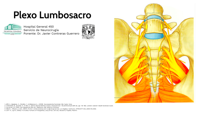 Plexo Sacro by javier contreras on Prezi