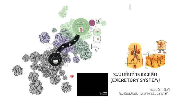 ระบบขับถ่าย (Excretory System) by Anuthida Pimki on Prezi