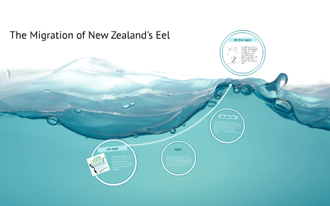 The Migration of New Zealand's Eel. by Whangaroa 9soc on Prezi