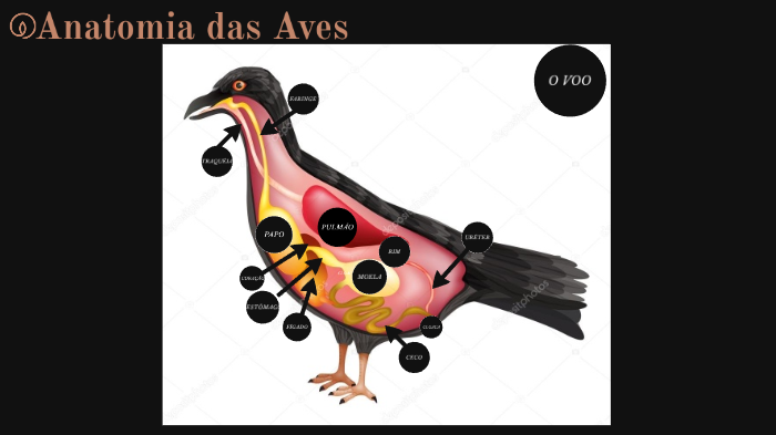 Anatomia das Aves by Eduardo Gradim on Prezi