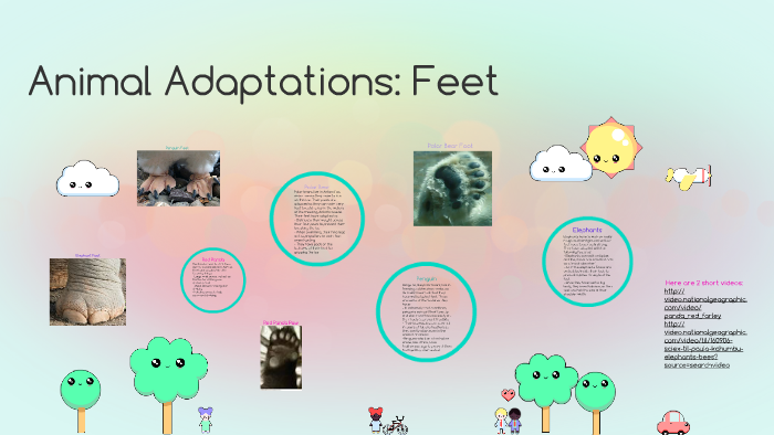 Animal Adaptations: Feet by Clare Mayes on Prezi