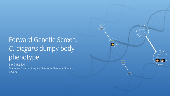 C. elegans: Dumpy body phenotype by Giavonna Briscoe on Prezi