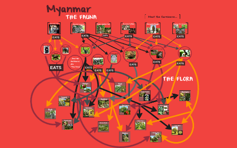 Myanmar: Flora and Fauna by Christopher Villarreal on Prezi
