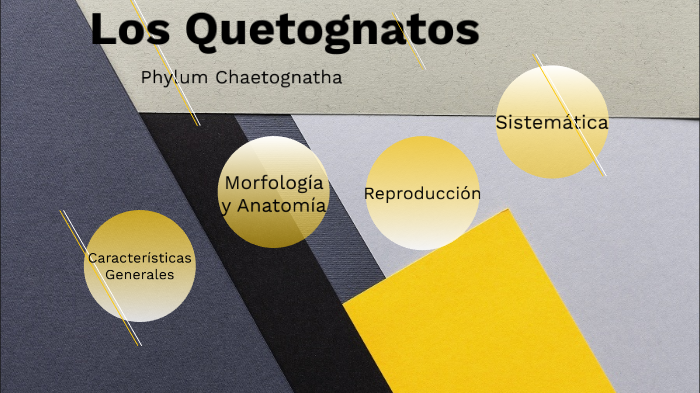 quetognatos by Carlos Alejandro Guerrero Pistilli on Prezi