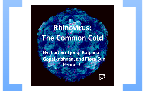 Rhinovirus Presentation by Mary Jones on Prezi