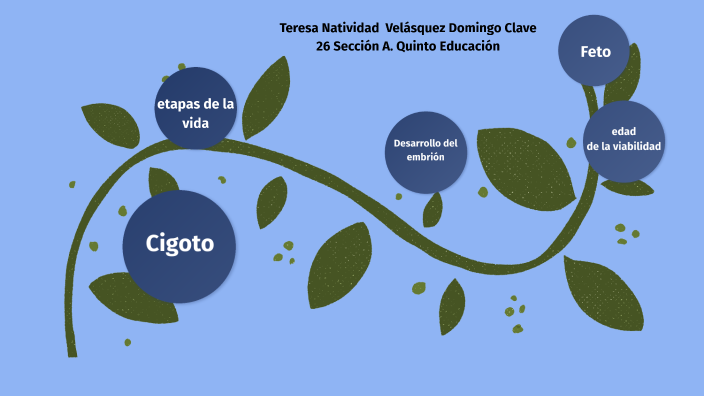 Primera etapas del desarrollo prenatal (cigoto, embrión, feto, edad de ...