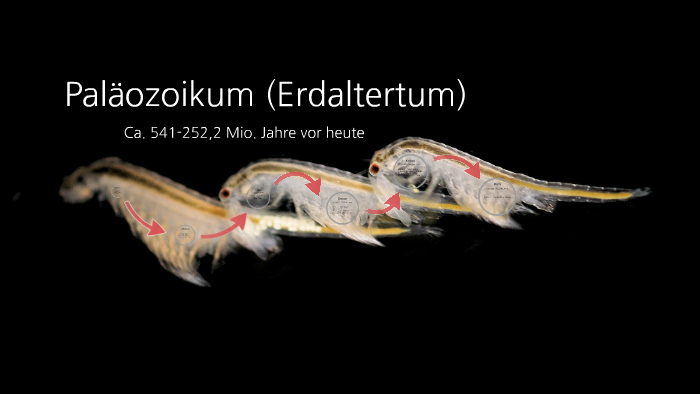 Paläozoikum (Erdaltertum) by Jan Stein on Prezi
