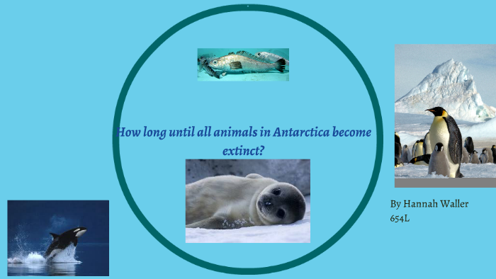 How long until all animals in Antarctica become extinct? by hannah ...