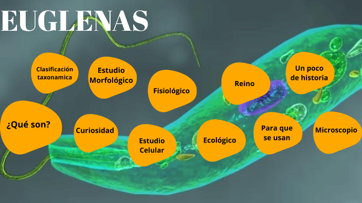 Diagrama De Euglena Citoplasma