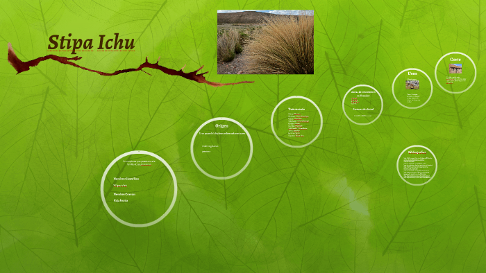 Stipa Ichu by Alejo Herrera on Prezi