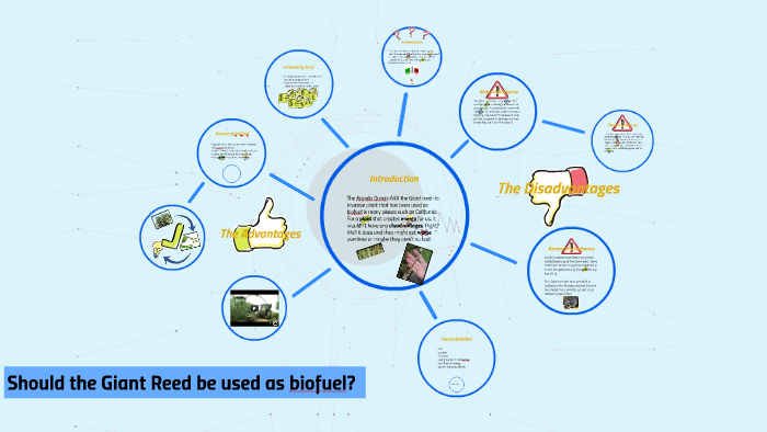 What is the Giant reed? (Arundo donax by tt tt on Prezi