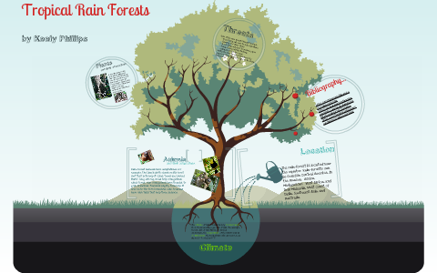 Rainforest by Keely Phillips on Prezi