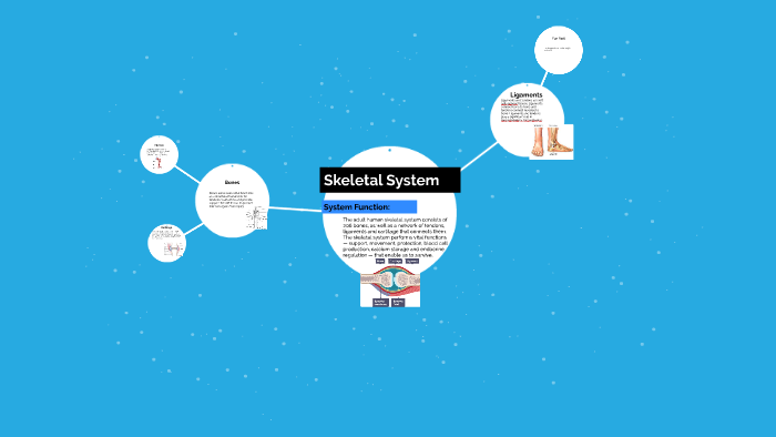 Skeletal system by Ryley Watson on Prezi