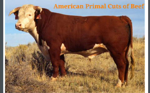 American Primal Cuts of Beef by Michael Scott on Prezi