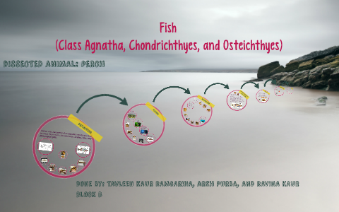 Fish (Class Agnatha, Chondrichthyes, and Osteichthyes) by ravina kaur ...