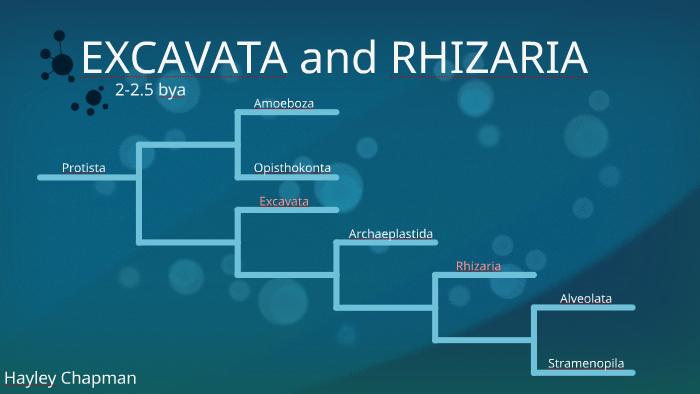 EXCAVATA and RHIZARIA by hayley c on Prezi