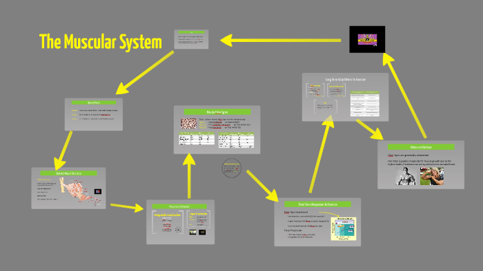 AS PE The Muscular System by Mike Tyler on Prezi