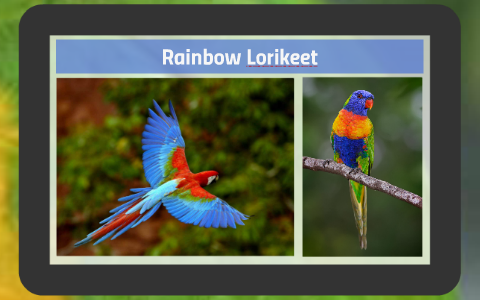 Rainbow Lorikeet by chance oconnor on Prezi