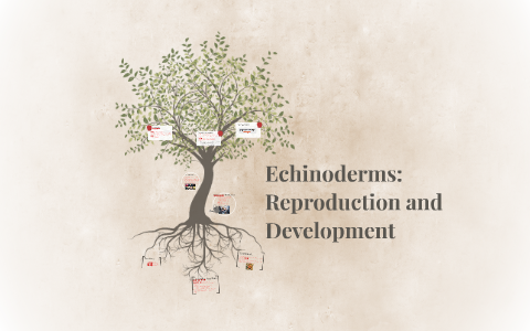 Echinoderms: Reproduction and Development by Elizabeth Steelmon on Prezi