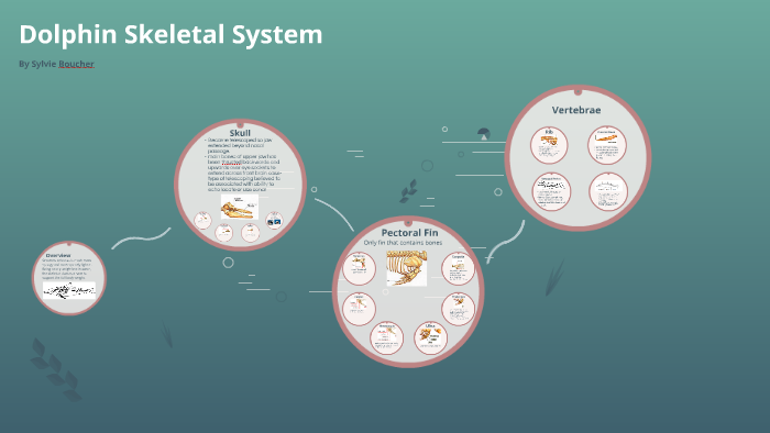 Dolphin Skeletal System by Sylvie Boucher on Prezi