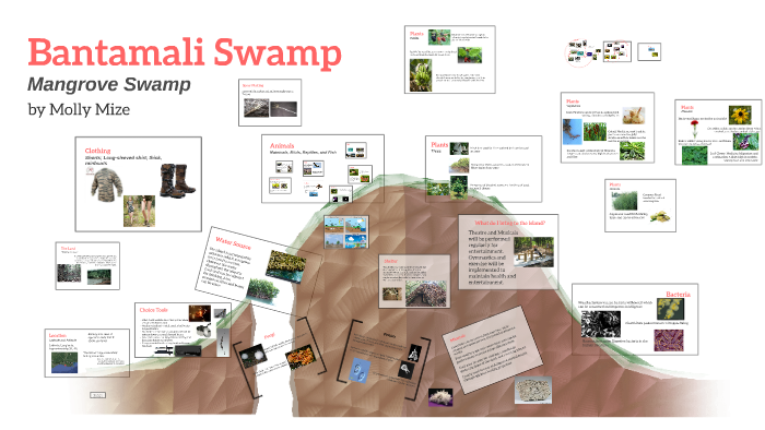 Bantamali Swamp by Molly Mize on Prezi