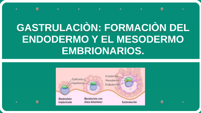 GASTRULACIÒN: FORMACIÒN DEL ENDODERMO Y EL MESODERMO EMBRION by Eliza ...