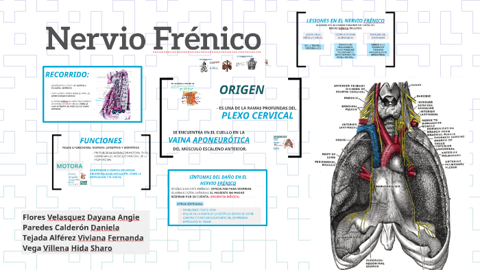 Nervio Frénico by Viviana Tejada Alferez on Prezi