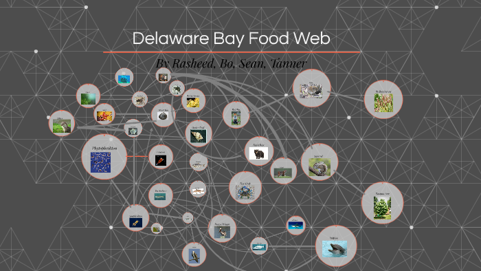 Delaware Bay Food Web by Rasheed Ransome on Prezi