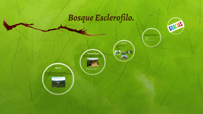 Bosque Esclerofilo. by Melanie Rios Gonzalez on Prezi