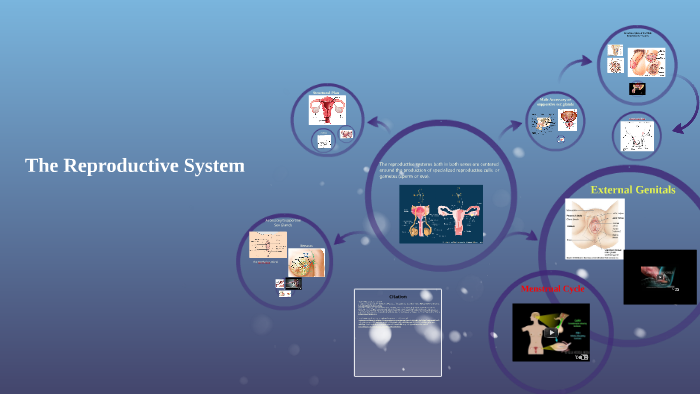 The Reproductive System by erin union on Prezi