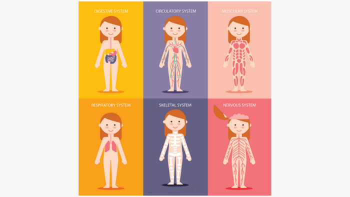 unit 2: Body systems by on Prezi