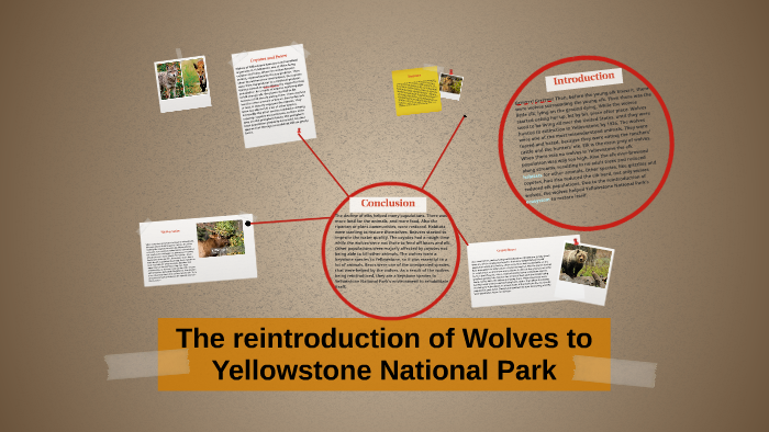 The reintroduction of Wolves to Yellowstone National Park by Emily Epps ...
