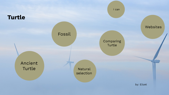 Evolution of Turtle by Elizet Alejo on Prezi