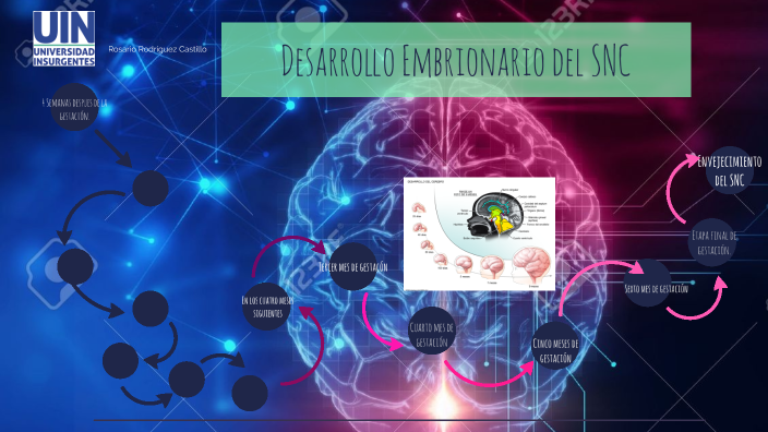 Desarrollo Embrionario del SNC by rosario rodriguez on Prezi