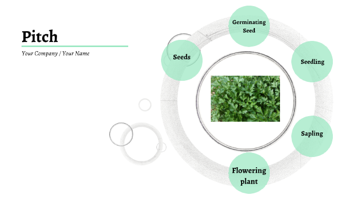 Life Cycle of Parsley Plant by Alondra Santiago on Prezi
