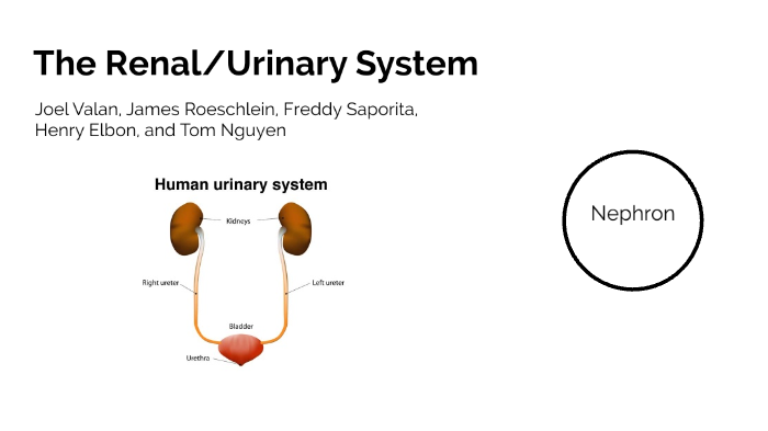 The Renal/Urinary System by Joel Valan on Prezi