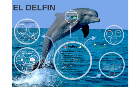 EL DELFIN by elena aguado on Prezi