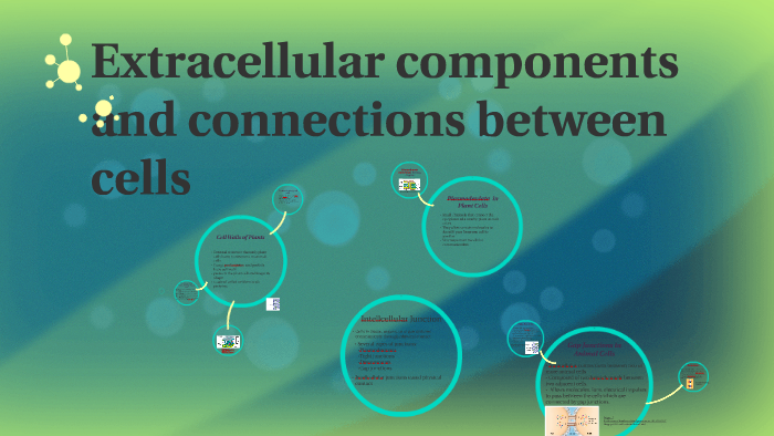 Extracellular components and connections between cells by Jenny Kim on ...