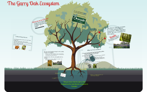 The Importance of the Garry Oak Ecosystem by Naomi Le on Prezi