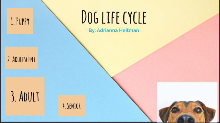 Life Cycle of dogs by Adrianna Heitman on Prezi
