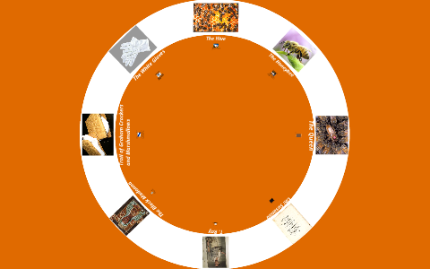The Secret Life of Bees symbols and theme by Noah Ma on Prezi