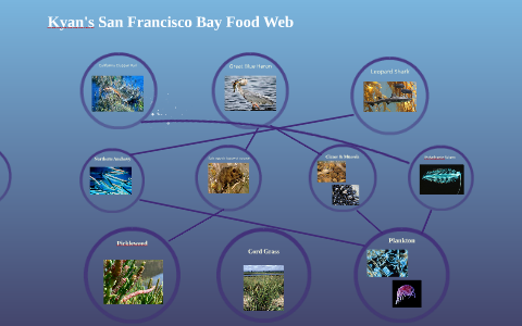 Kyan's San Francisco Bay Food Web by Kyan Walker on Prezi