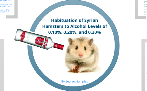 Animal Behavior Lab - Hamster Habituation to Alcohol by Jebreel Samples ...