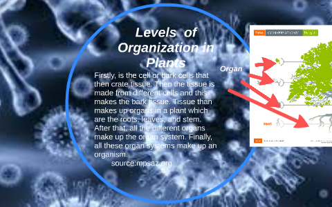 Levels of organization in Plants by fred acuna on Prezi