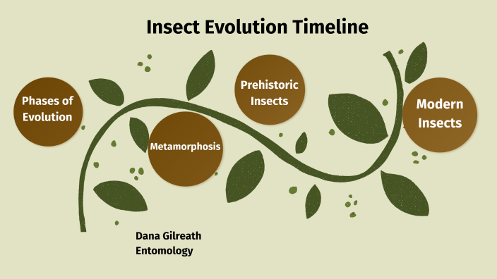 Insect Evolution Timeline by Dana Gilreath on Prezi